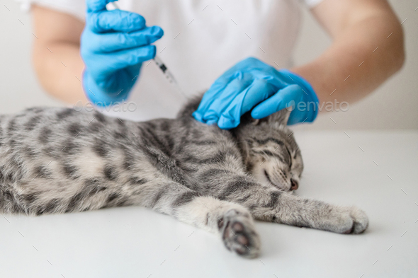 Vaccination of Pets. Veterinarian giving an injection to a pet. Animal ...
