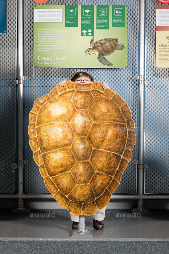 Loggerhead Sea Turtle Shell