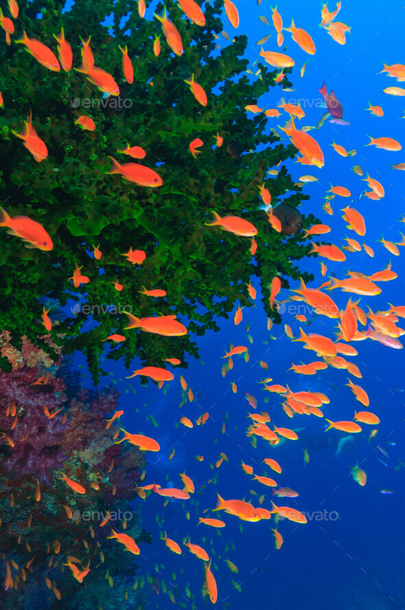 Colorful fish swimming in coral reef Stock Photo by nualaimages | PhotoDune