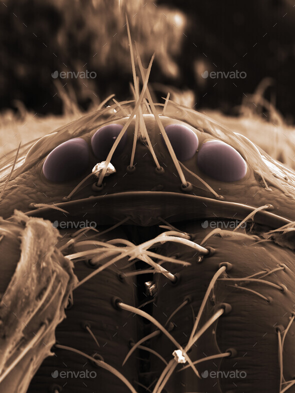 SEM image of spider eyes Stock Photo by ImageSourceCur | PhotoDune