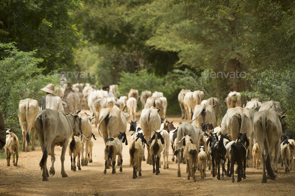 Goat and Cattle herding, Bagan, Myanmar Stock Photo by ImageSourceCur