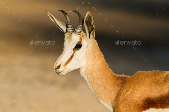 Springbok, portrait Stock Photo by nualaimages | PhotoDune