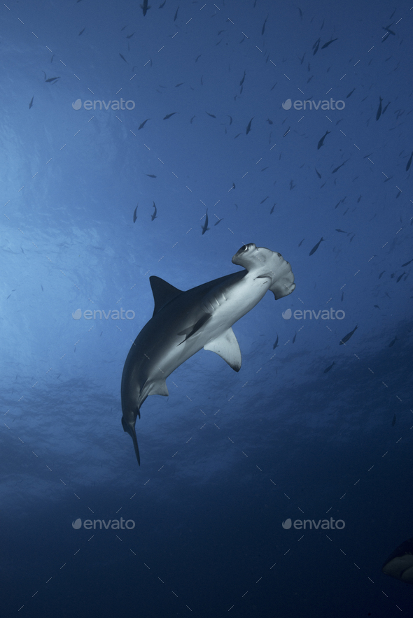 Low-angle view of Hammerhead Shark (Sphyrna Lewini) swimming Stock ...