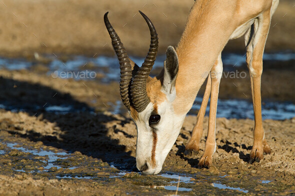 Springbok drinking water Stock Photo by ImageSourceCur | PhotoDune