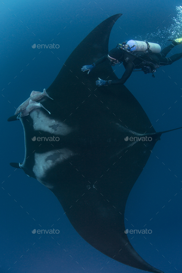 Underwater view of diver touching giant pacific manta ray ...