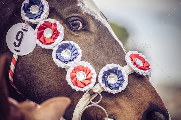 Horse decorated with horse show rosettes Stock Photo by imagesourcecurated