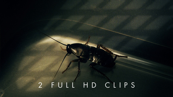 Cockroach In Pipe (2-Pack), Stock Footage | VideoHive