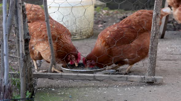 Chickens eating corn grains from a plate. Domestic poultry pecking ...