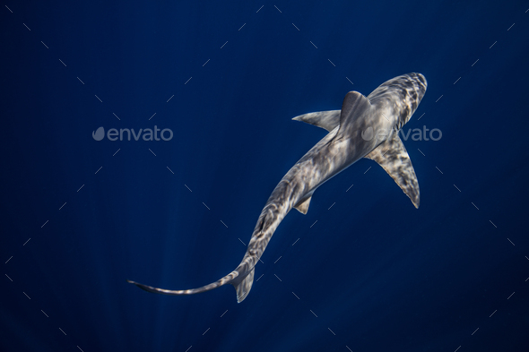 Underwater overhead view of sandbar shark swimming in blue sea, Jupiter ...