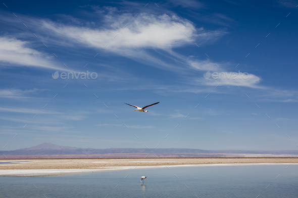 Bird flying over lake, San Pedro de Atacama, Chile Stock Photo by Image ...