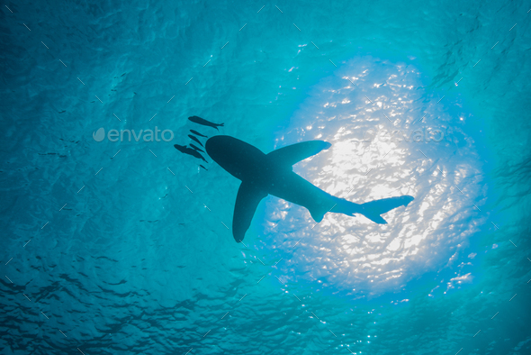 White tip shark (Carcharhinus longimanus) swimming with small fish, low ...