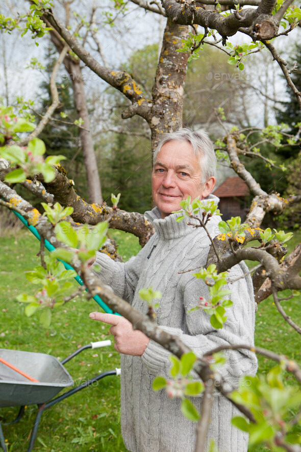 Older man trimming tree in backyard Stock Photo by Image-Source | PhotoDune