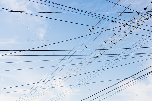 Birds sitting on power cable Stock Photo by Image-Source | PhotoDune