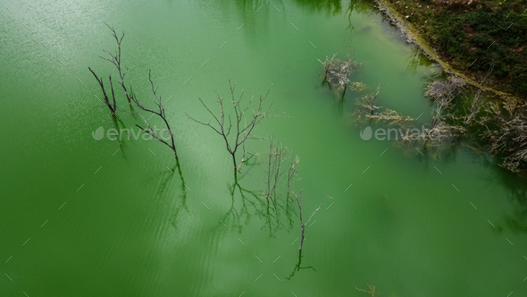 Trees in Polluted Water Stock Photo by baspentrubas | PhotoDune