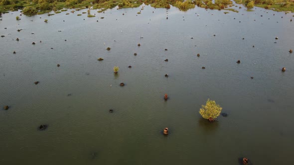 Deforest tree in wetland, Stock Footage | VideoHive