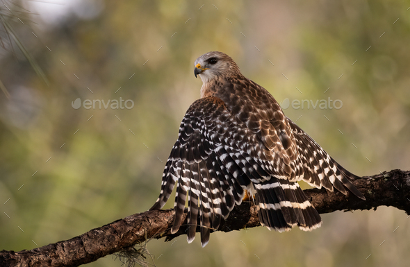 Red-Shouldered Hawk in Florida Stock Photo by harrycollinsphotography