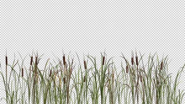Windy Cattails - I - LS - Transparent Loop, Motion Graphics | VideoHive