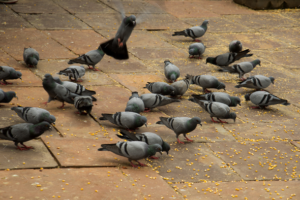 lots of pigeons gathering for food Stock Photo by crshelare | PhotoDune