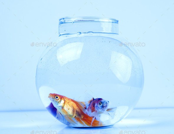 Goldfish in a beautiful round fish bowl. Stock Photo by crshelare ...