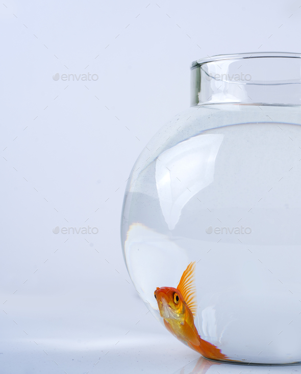 Goldfish in a beautiful round fish bowl. Stock Photo by crshelare ...