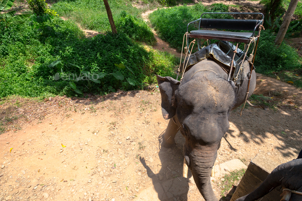 Elephant in a elephant park, top view Stock Photo by FabrikaPhoto ...