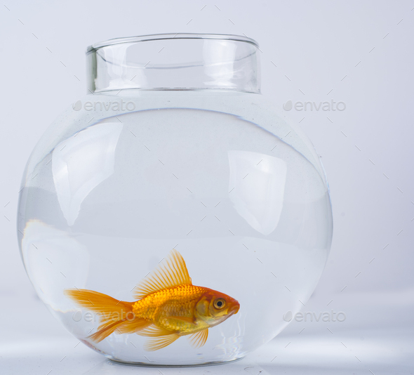 Goldfish in a beautiful round fish bowl. Stock Photo by crshelare ...