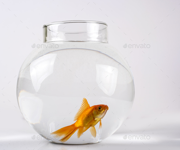 Goldfish in a beautiful round fish bowl. Stock Photo by crshelare ...