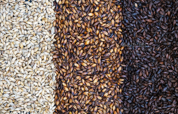 Texture of Pale Ale, Caramel and Black Malt Grains, Close-up. Stock ...