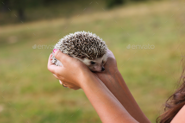 hedgehog in the hands Stock Photo by patruflo | PhotoDune