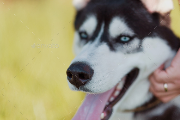 Husky Siberian dog happily laughing and smiling outside in vintage tone ...