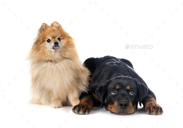 pomeranian and rottweiler Stock Photo by cynoclub | PhotoDune