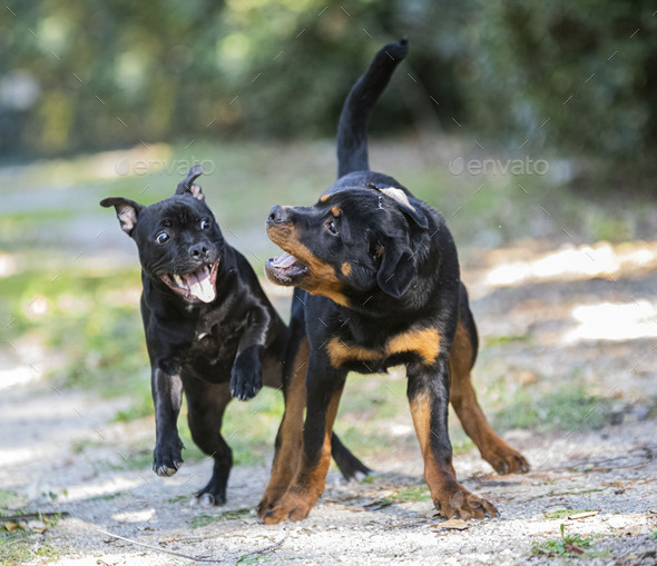 staffordshire bull terrier and rottweiler Stock Photo by cynoclub ...