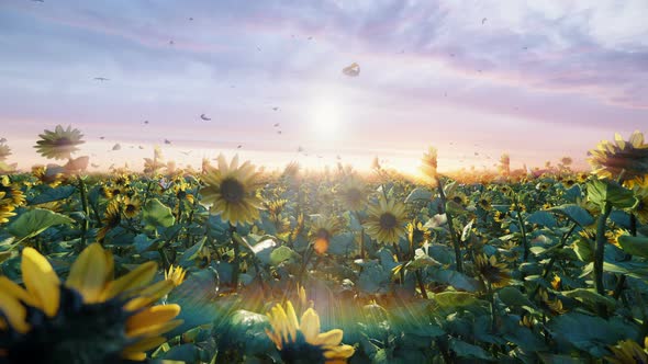 Sunflowers, Motion Graphics | VideoHive