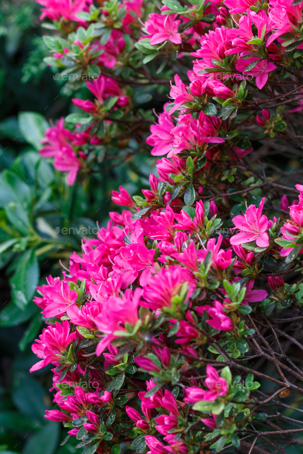 Beautiful rhododendrons of different colors. Stock Photo by uladzimirz