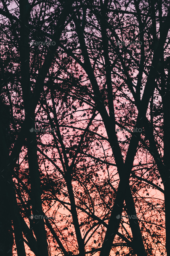 Trees Background over Pink Sunset Stock Photo by ADDICTIVE_STOCK ...