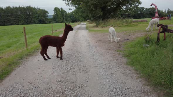 Brown and white Alpacas jumping and playing on farm, Stock Footage
