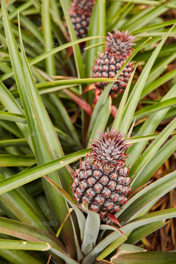 Tropical pineapples growing on tree Stock Photo by ADDICTIVE_STOCK
