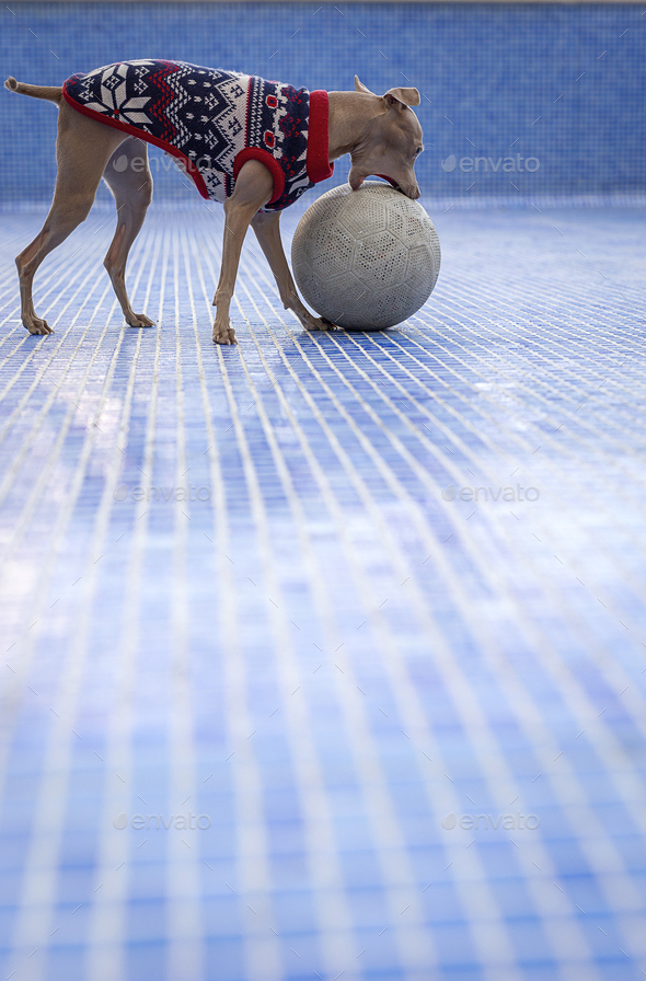 Italian greyhound dog playing in the pool with a ball Stock Photo by ...