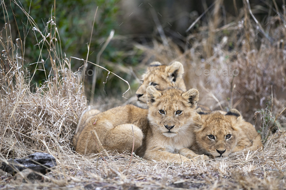 Lion cubs, Panthera leo, huddle together in dry grass. Stock Photo by ...