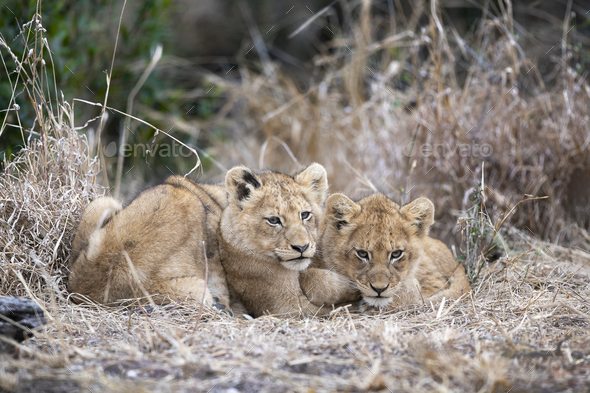 Lion cubs, Panthera leo, huddle together in dry grass. Stock Photo by ...