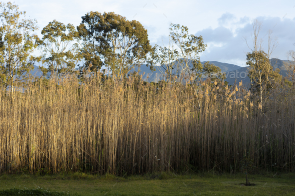 Tall riverbank reeds and trees lit by pale sunlight, view to a mountain ...