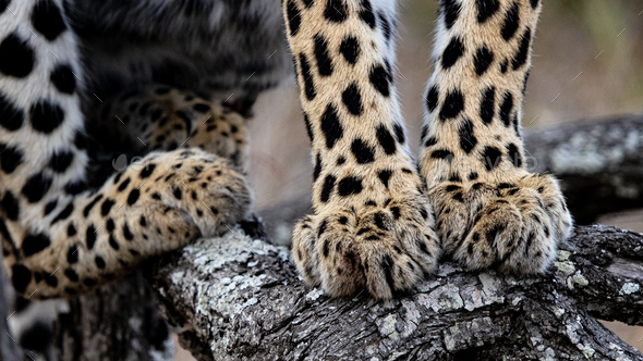 A leopard's feet, Panthera pardus, standing on a tree branch Stock ...