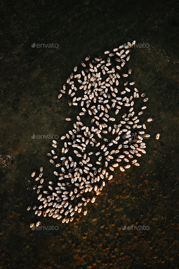Small shellfish on stony surface Stock Photo by ADDICTIVE_STOCK | PhotoDune