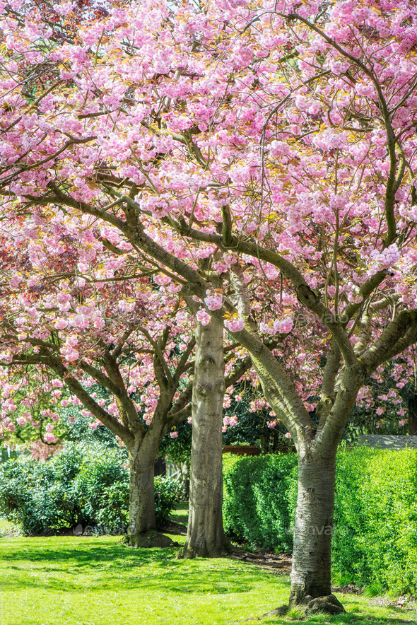 Pink Cherry Trees in Bloom in Park during Spring Stock Photo by Manuta