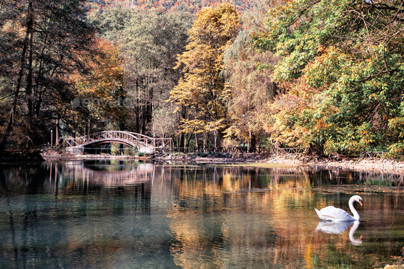 Alone Swan Stock Photo by admirba | PhotoDune