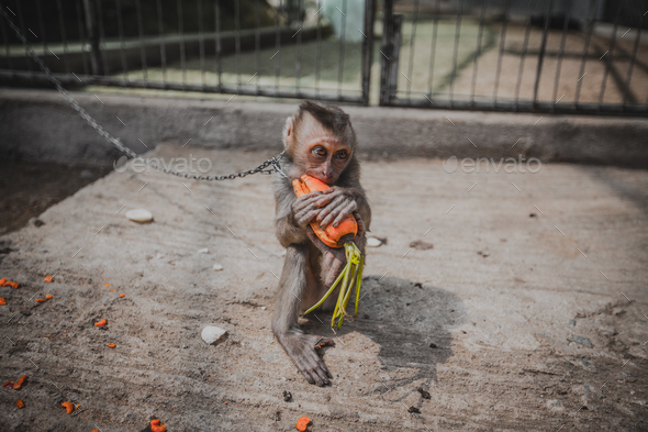 Sad chained monkey Stock Photo by a_medvedkov | PhotoDune