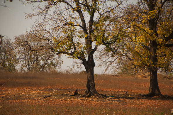 Mahua Madhuca longifolia Tree in the Forest Stock Photo by crshelare
