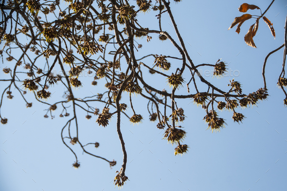 Mahua Madhuca longifolia Tree in the Forest Stock Photo by crshelare