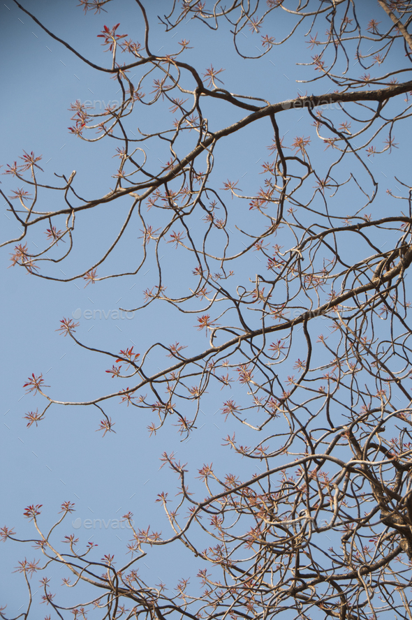 Mahua Madhuca longifolia Tree in the Forest Stock Photo by crshelare
