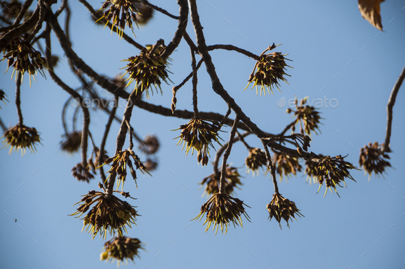 Mahua Madhuca longifolia Tree in the Forest Stock Photo by crshelare